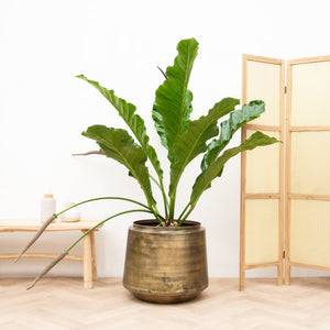 Anthurium kopen | Vers van de kweker | Beste Prijs