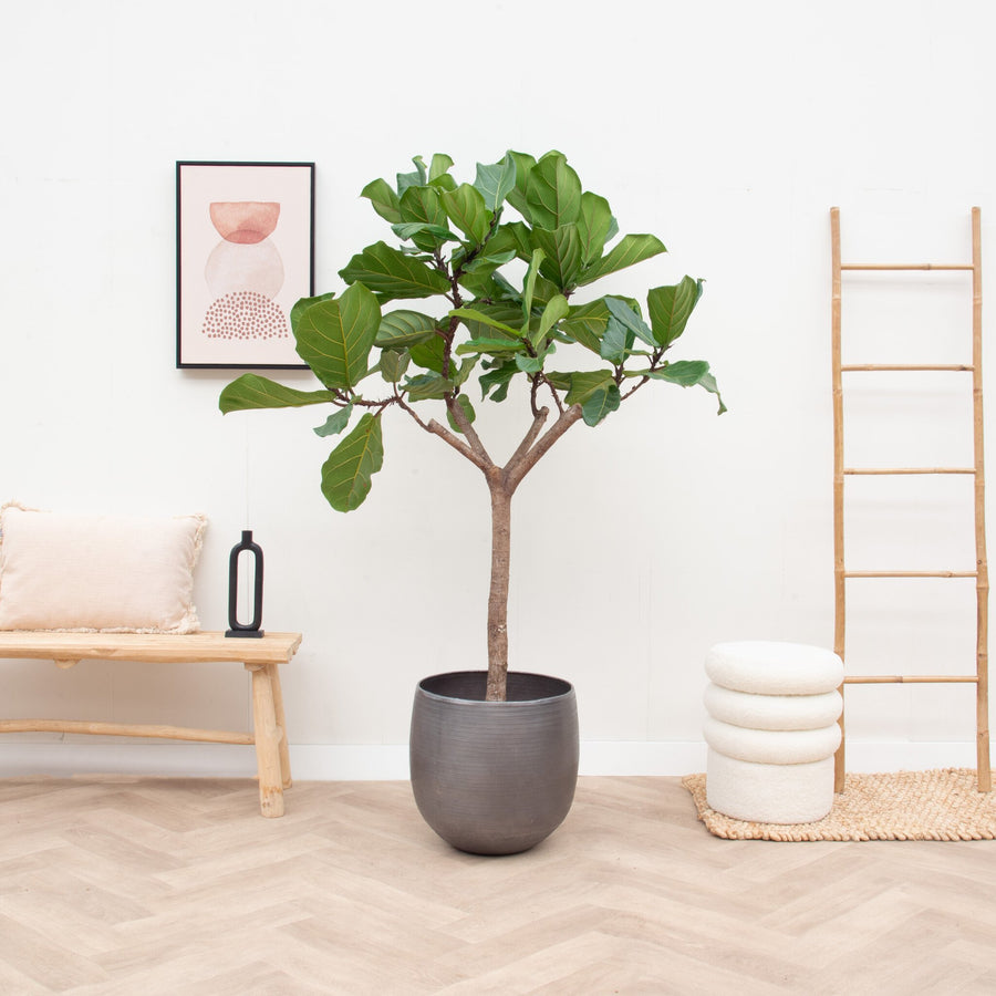 Ficus Lyrata ramifié XXL | 200cm | Commander en ligne