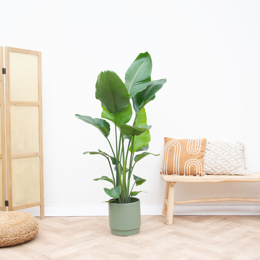 Slaapkamer planten kopen | Vers van de kweker | Beste Prijs