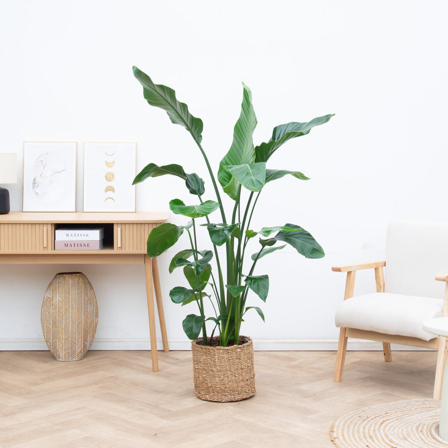 Ficus Elastica Robusta arbuste | 210cm | Commander en ligne